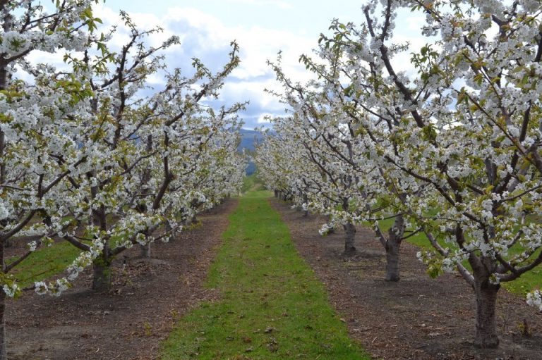 U Pick Cherries at Arndt Orchards in Kelowna BC